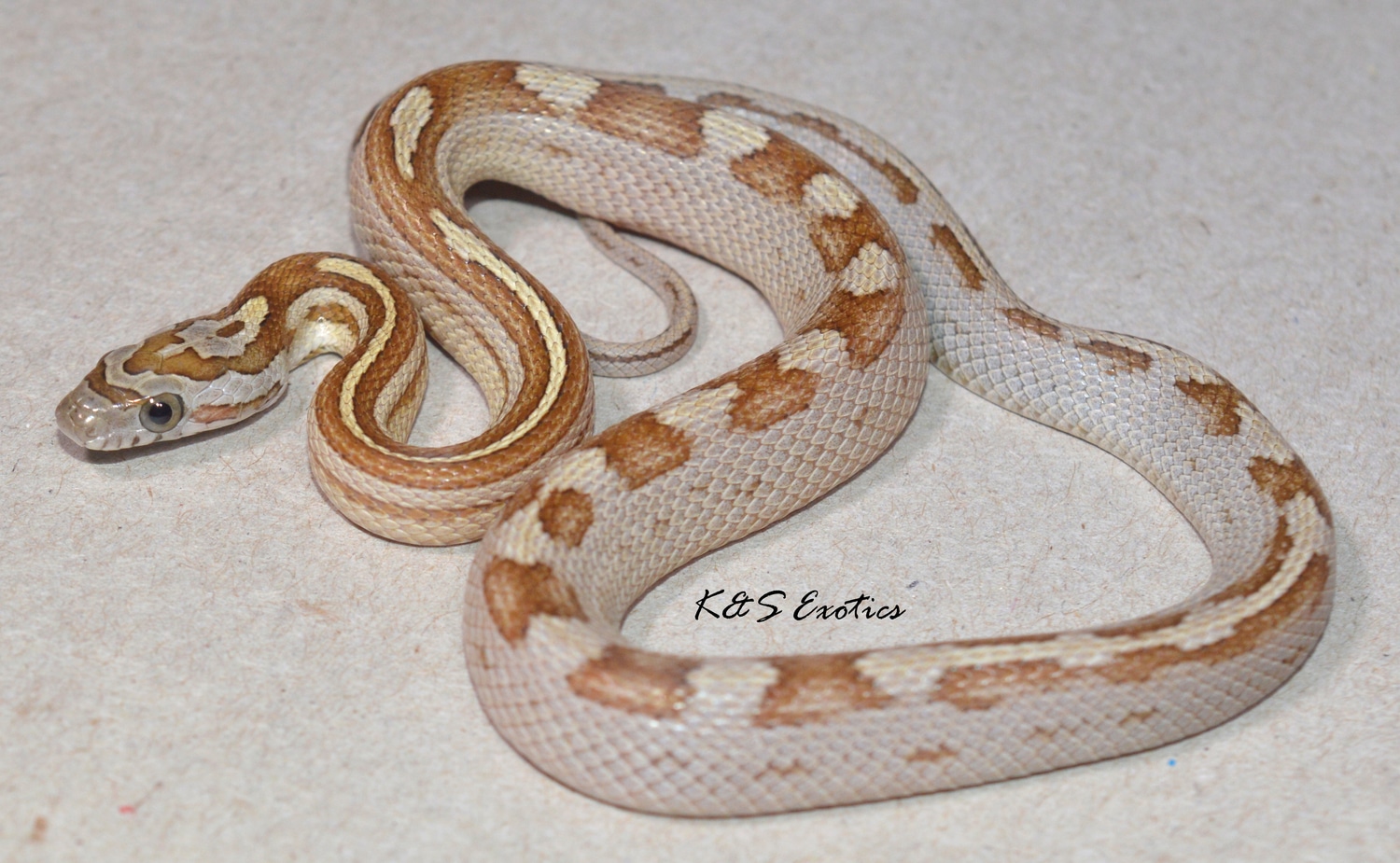 ♂ Amber Motley Miami 100% Het Amelanistic Corn Snake by K&S Exotics ...