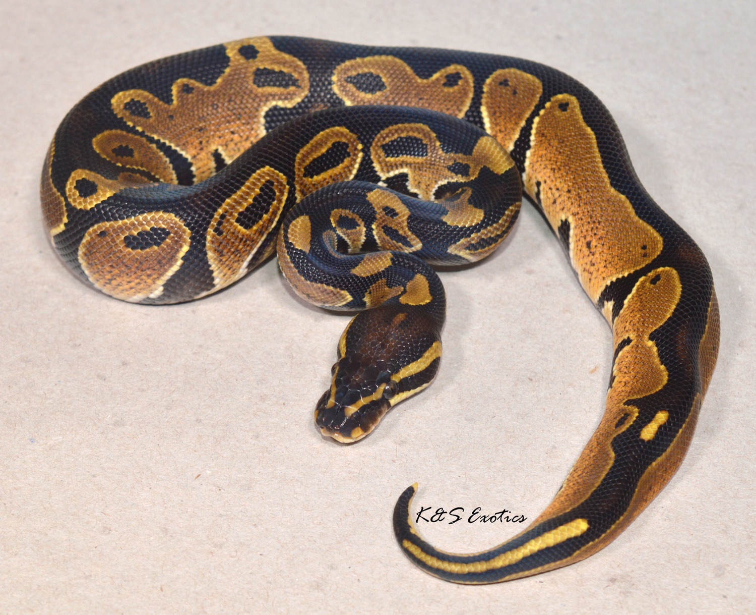 SALE: Green Pastel Ball Python by K&S Exotics - MorphMarket
