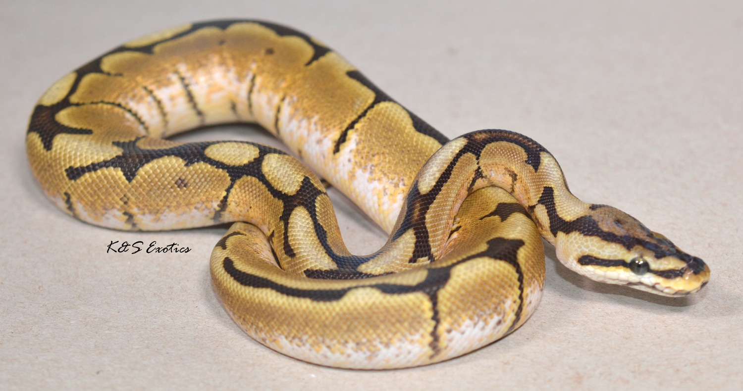 ♂ Spider 50% Het VPI Axanthic Ball Python by K&S Exotics - MorphMarket