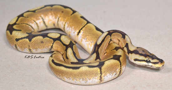 ♂ Spider 50% Het VPI Axanthic Ball Python by K&S Exotics