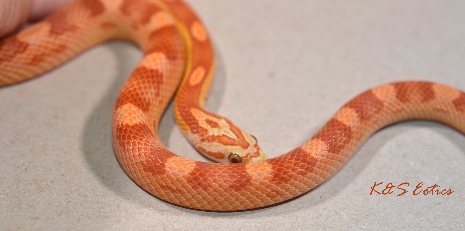 ♂ Subadult Ultramel Motley Hypo 100% Het Caramel 50% Het Diffused Corn ...