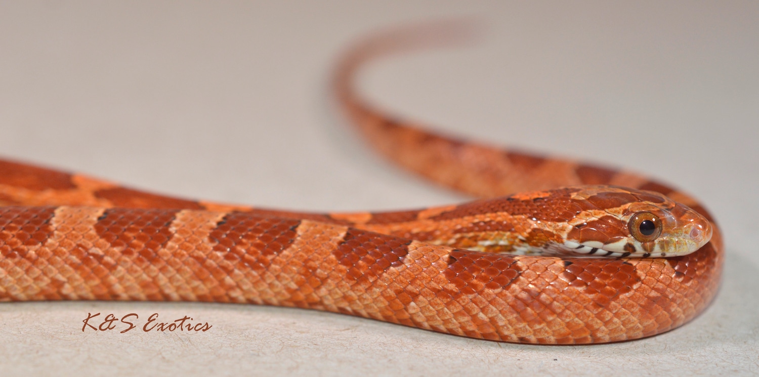 ♀ Diffused Hypo 66% Het Kastanie Corn Snake by K&S Exotics - MorphMarket