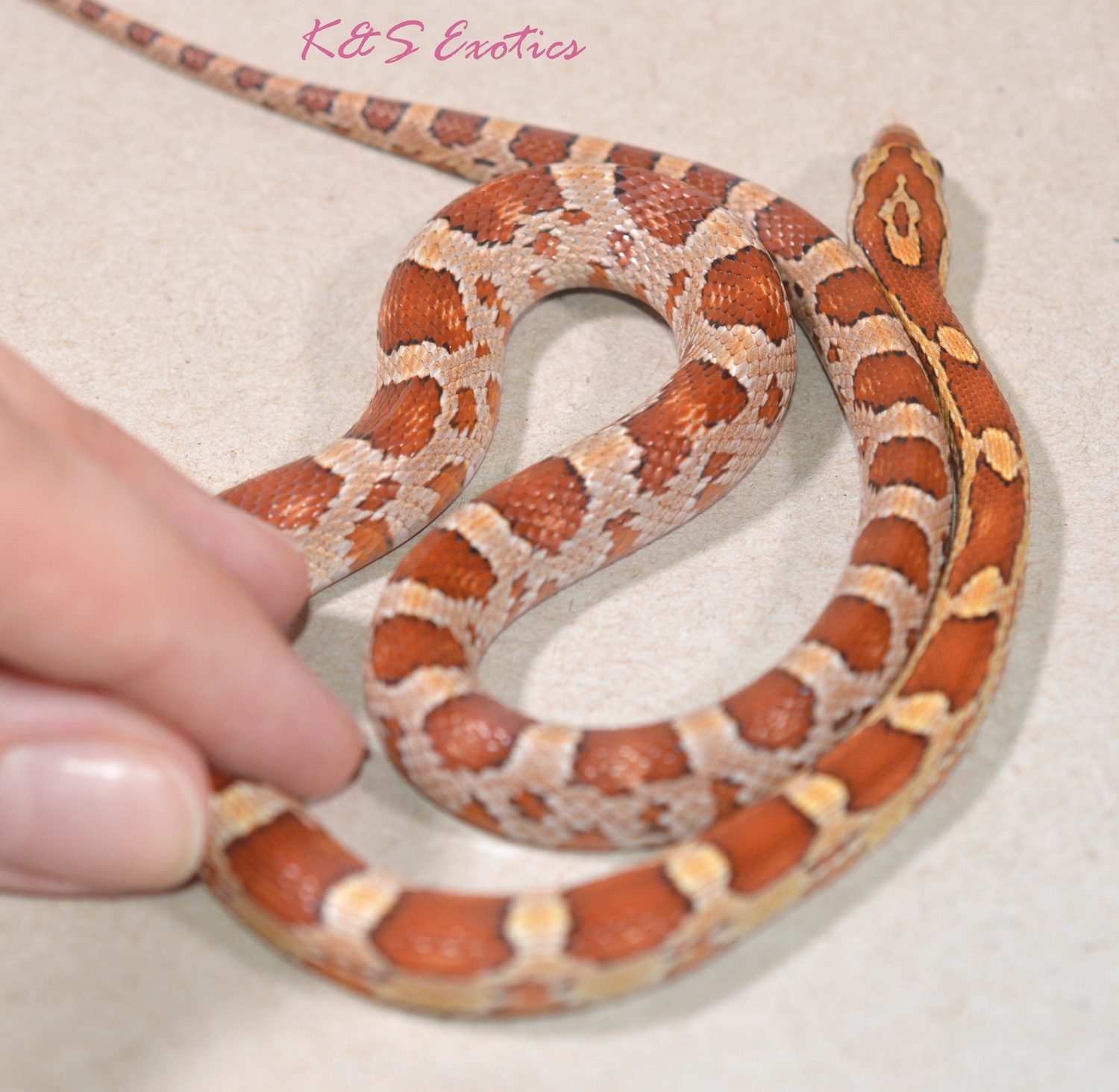 ♀ Subadult Crimson (Hypo + Miami Phase) 50% Het Amelanistic 50% Het ...