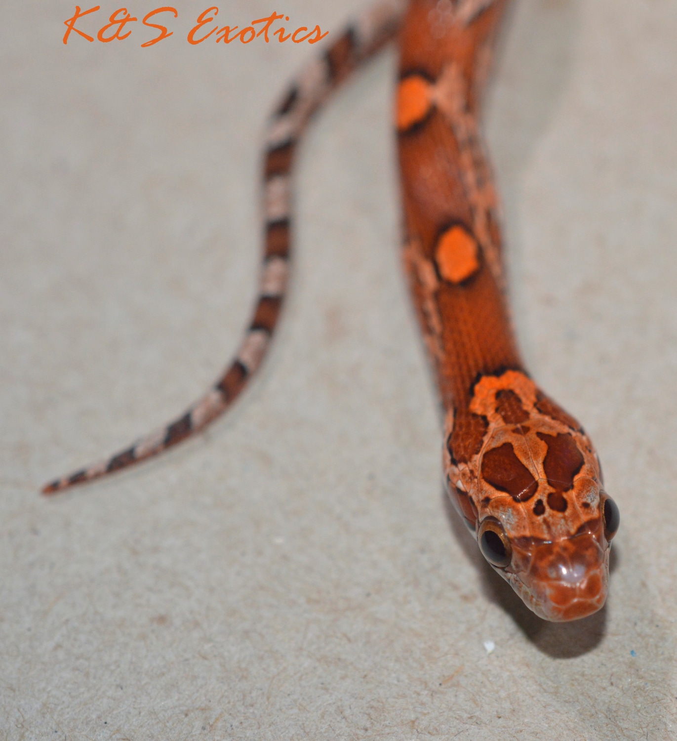 ♀ Yearling Rosy (Kastanie) Bloodred (Diffused) Super Masque Hypo 66% ...