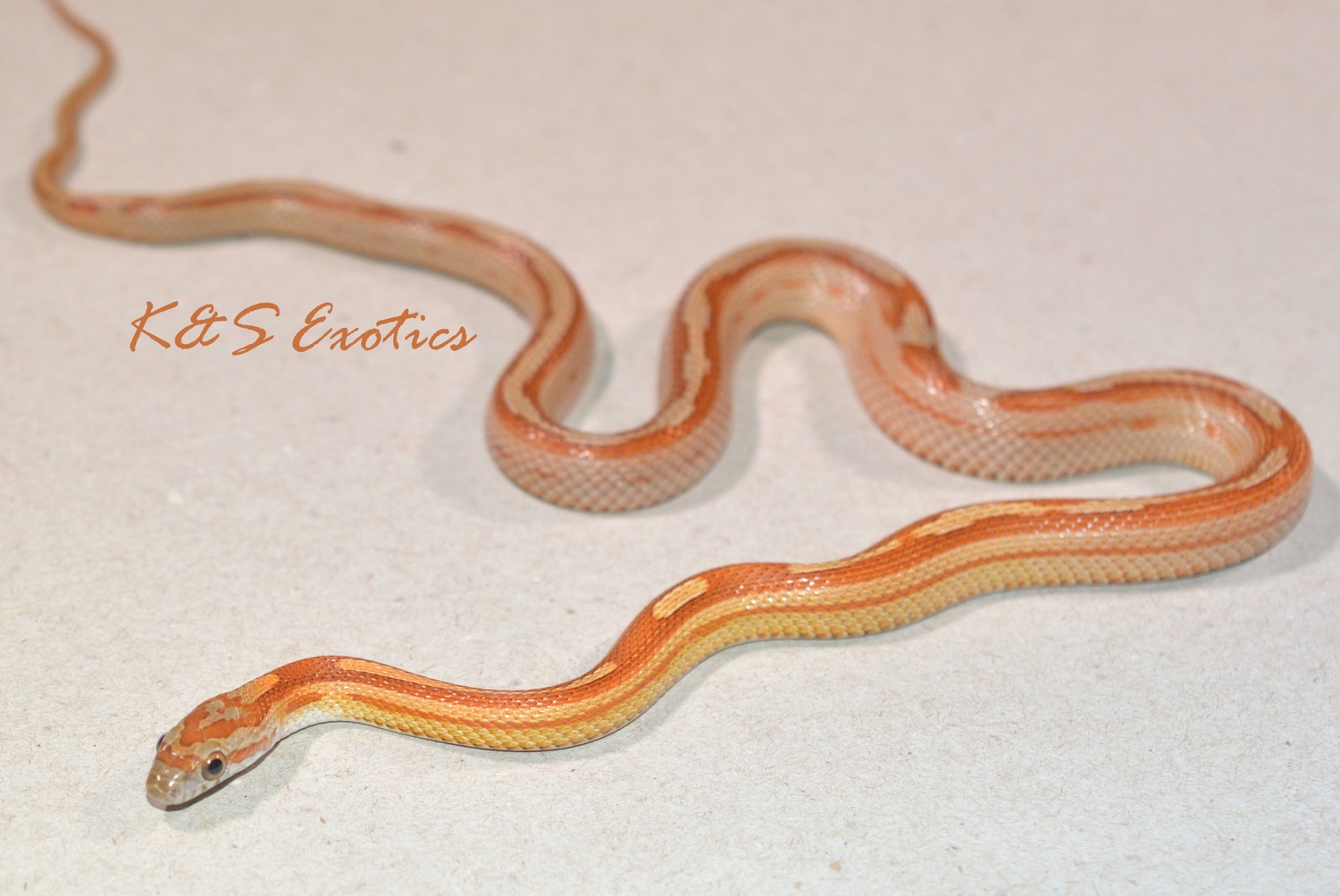 🔥WHOLESALE! +💥$50 Flat Rate Shipping! ♂‚ Subadult Crimson (Hypo + Miami ...