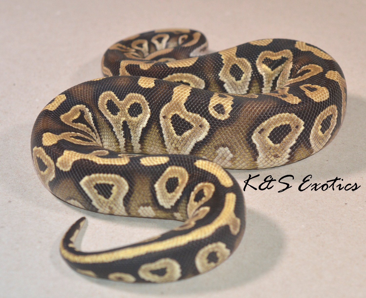 ♀ Subadult Phantom Ball Python by K&S Exotics - MorphMarket
