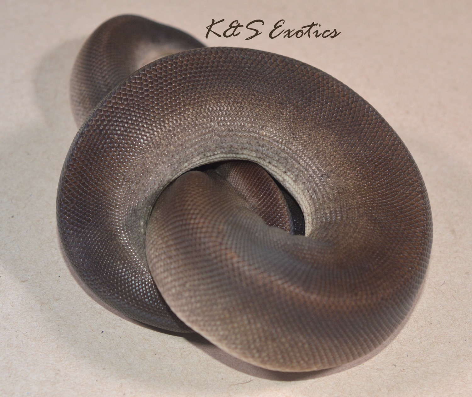 ♀ Super Cinnamon 100% Het Genetic Stripe Ball Python by K&S Exotics ...
