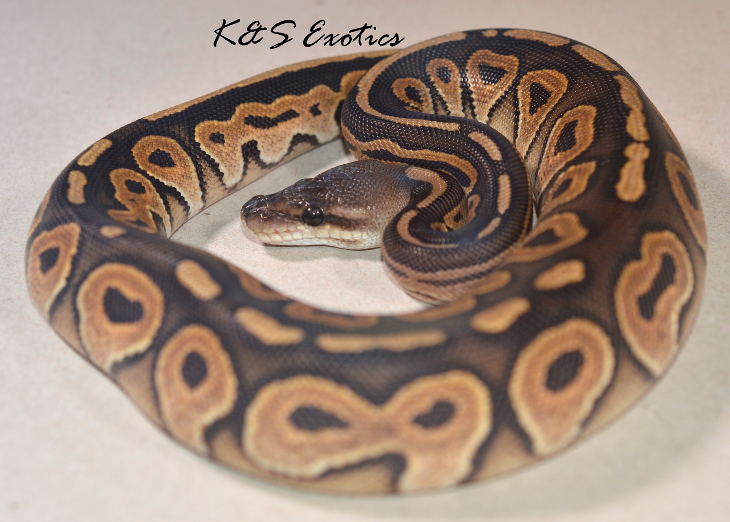 REDUCED! ♀ Cinnamon 100% Het Genetic Stripe Ball Python by K&S Exotics - MorphMarket
