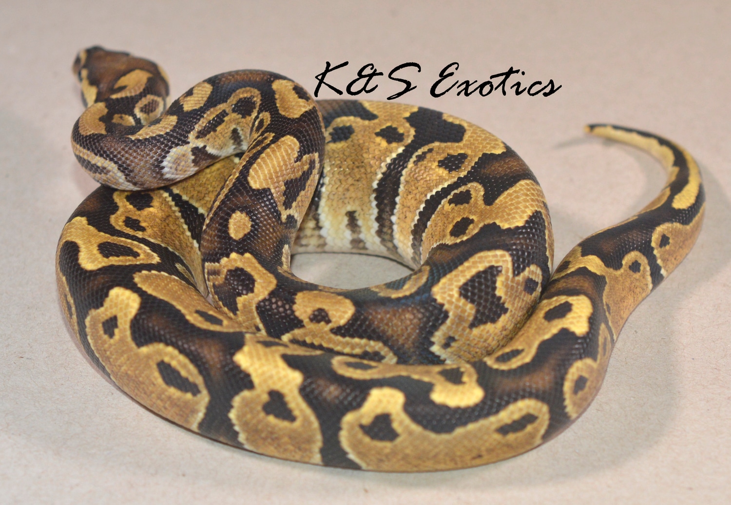 REDUCED! ♀ Fire Or Vanilla Ball Python by K&S Exotics - MorphMarket