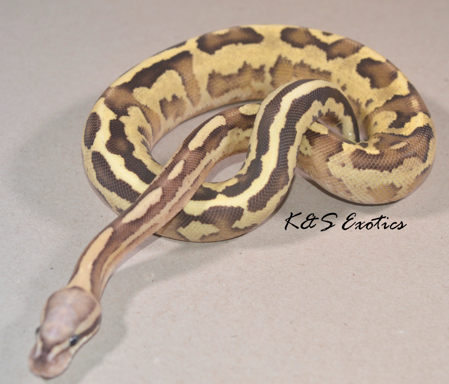 ♀ Vanilla Cream Ball Python by K&S Exotics - MorphMarket