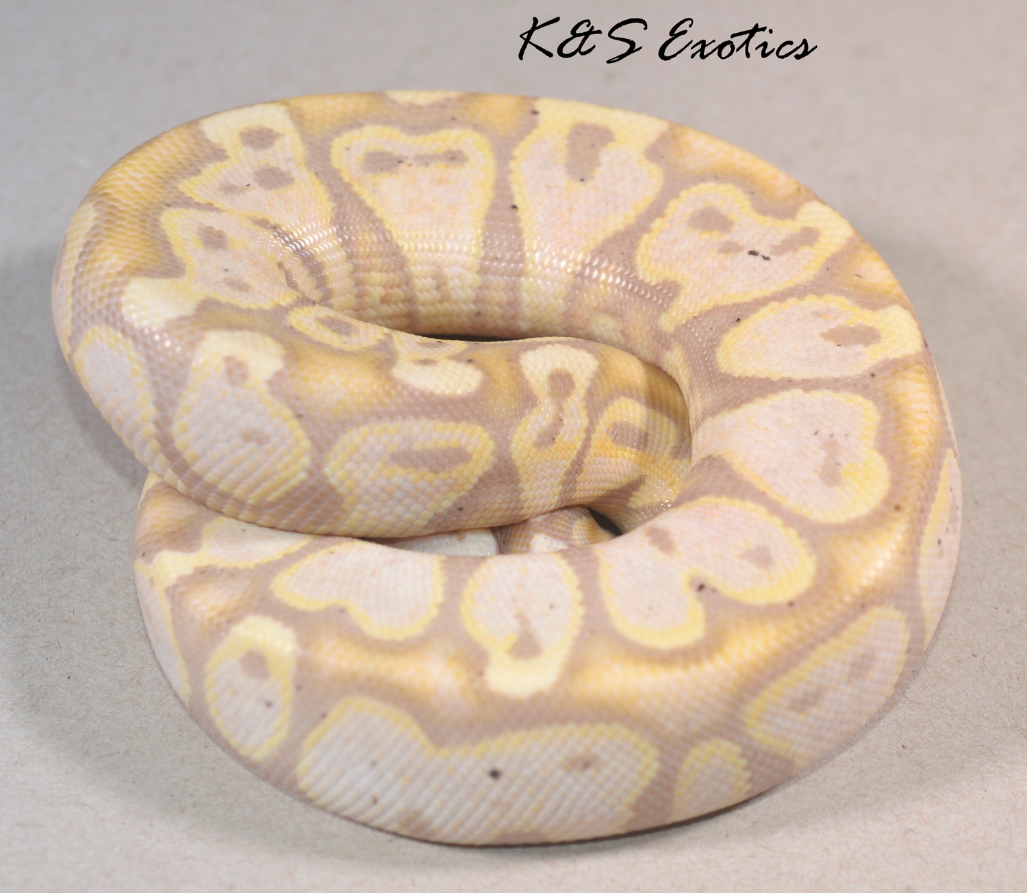 ♂ Banana (Female Maker) Pastel 100% Het Hypo 50% Het Clown Ball Python ...
