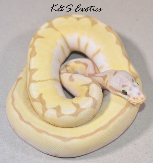 REDUCED! ♀ Banana Spider Scaleless Head 100% Het Hypo 50% Het Clown Ball Python by K&S Exotics