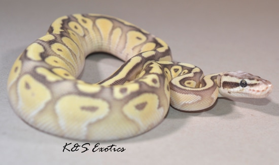 REDUCED! ♀ Super Pastel Lesser Ball Python by K&S Exotics