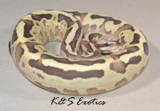 REDUCED! ♀ Leopard Vanilla Cream Ball Python by K&S Exotics