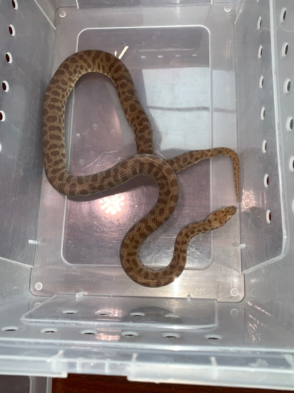 Children’s Python Pair Children's Python by KRS