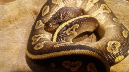 Mojave Chocolate Cinnamon Ball Python by Snake Serenity