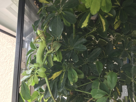 Conehead Lizards 2 More Lizard by Ksareptiles