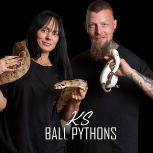 KS Ball Python - MorphMarket