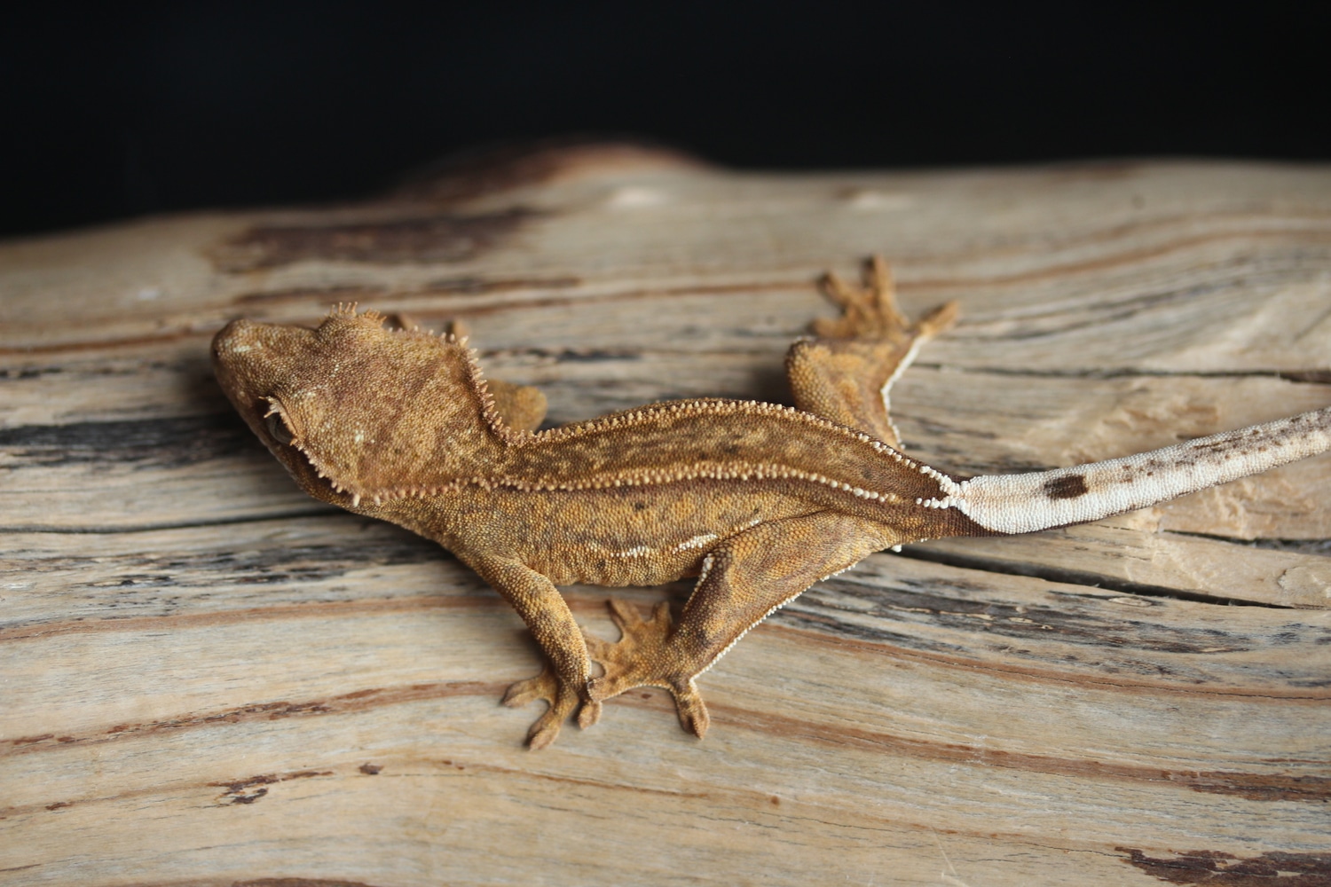 Yellow Phantom Crested Gecko by Sevachko Exotics - MorphMarket