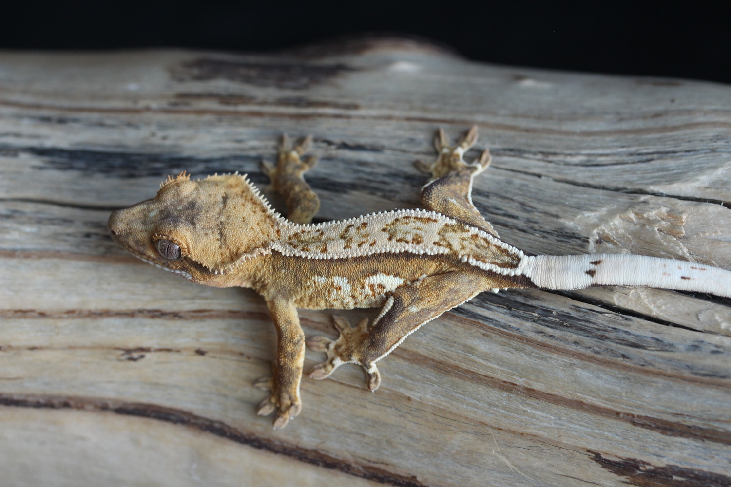 Yellow And Cream Pinstripe Crested Gecko by Sevachko Exotics - MorphMarket