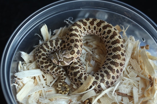 Angry Double Het Albino Leucistic Female Western Hognose by Sevachko ...