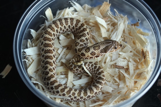Double Het Albino Leucistic Female Western Hognose by Sevachko Exotics