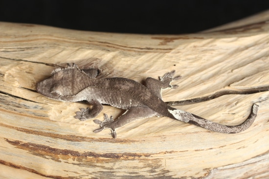 Visual Axanthic Male Crested Gecko by Sevachko Exotics