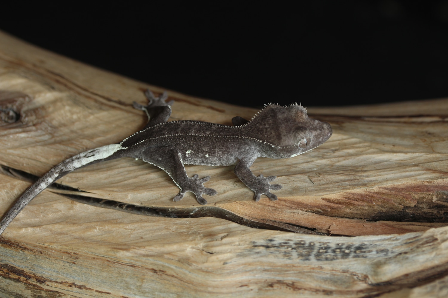 Visual Axanthic Male Crested Gecko by Sevachko Exotics - MorphMarket
