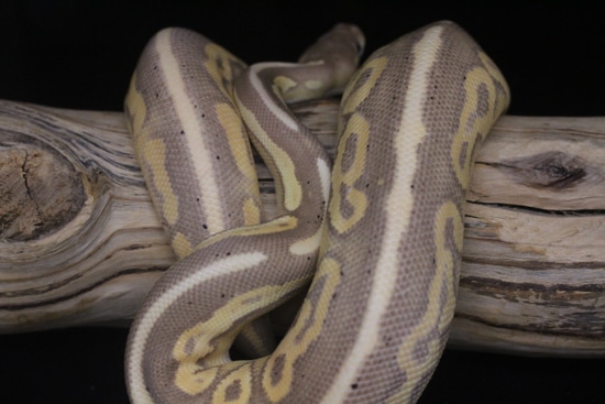 Banana Savannah Male Ball Python by Sevachko Exotics