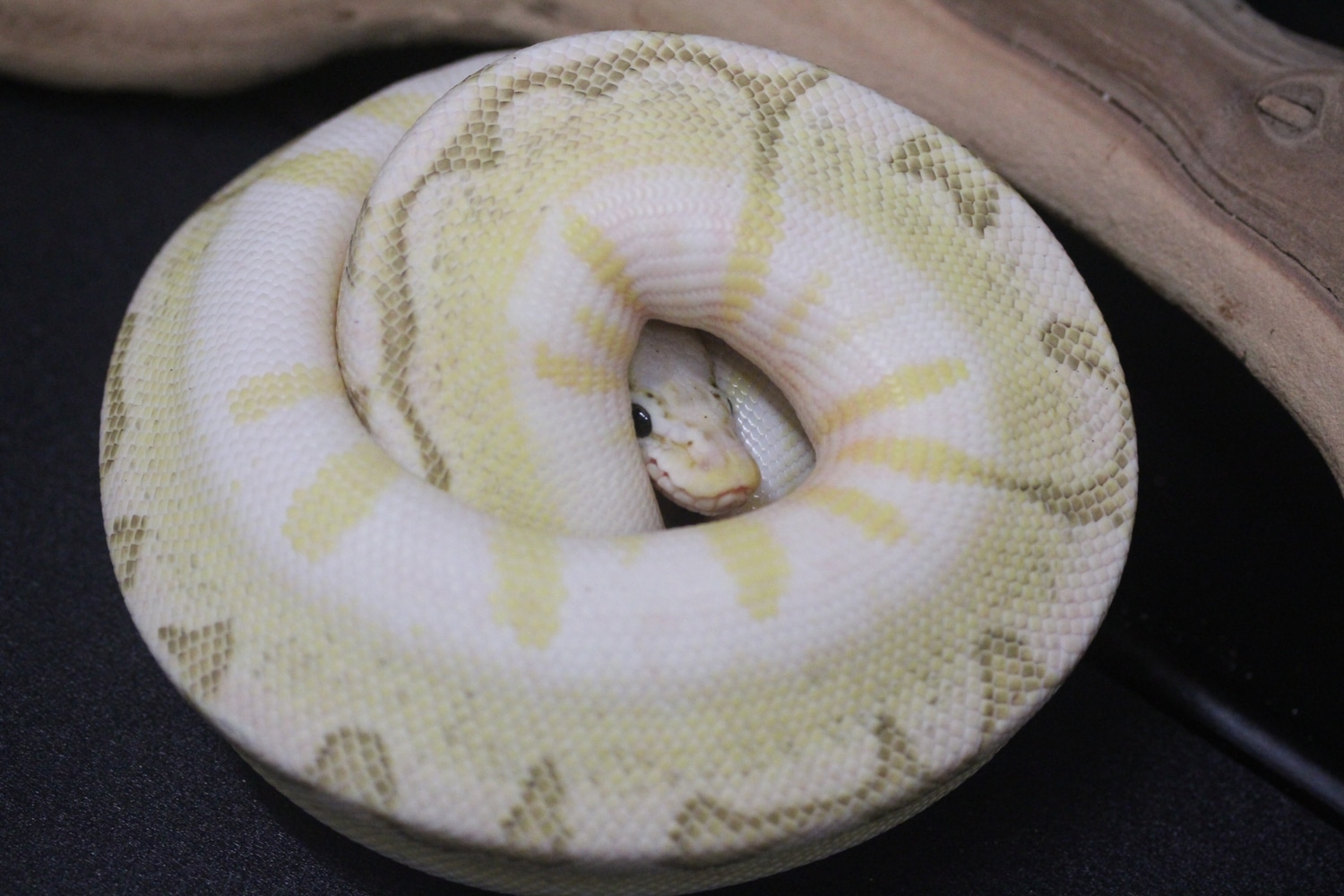 Bamboo Pastel Calico Spider Female Ball Python by Sevachko Exotics ...
