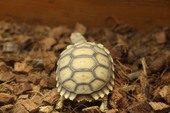 Sulcata Babies Sulcata Tortoise by Sevachko Exotics