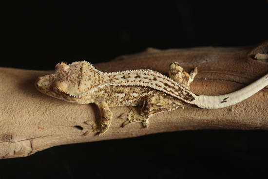 Fancy Crowned Yellow Pin Male Crested Gecko by Sevachko Exotics