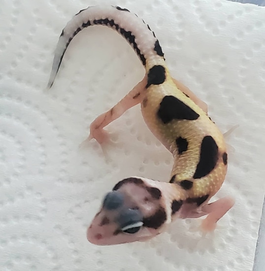 Mack Snow Bold Bandit Cross Het Tremper 50% Het Eclipse Poss Wy Leopard ...