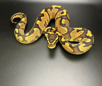 100% Het Pied 50% Het TSK Axanthic Ball Python by Smart Reptile ...
