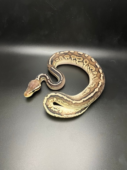 Black Pewter 100% Het Pied 50% Het SK Axanthic Ball Python by Smart ...