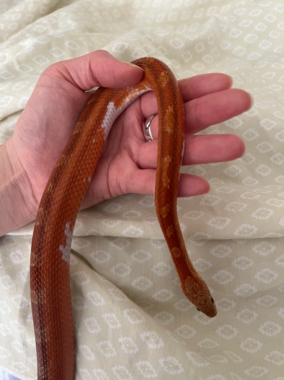 Pied Blood Red Corn Snake by Kate’s Kreatures