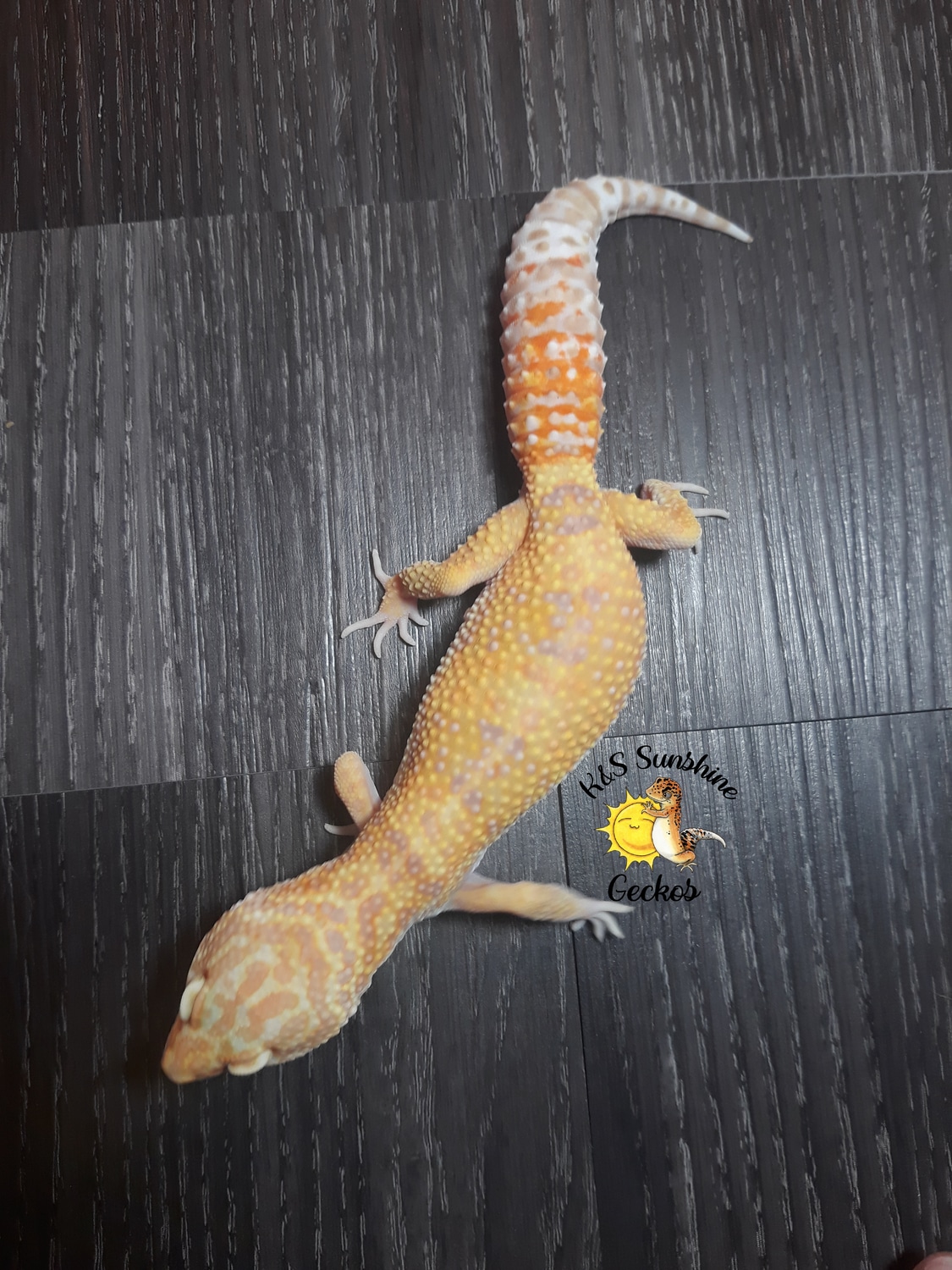 TSF Rainwater Het Patternless Ph Eclipse Leopard Gecko by K&S Sunshine ...