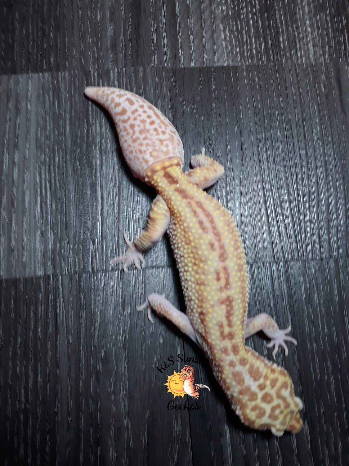 Cotton Candy Raptor Leopard Gecko by K&S Sunshine Geckos - MorphMarket