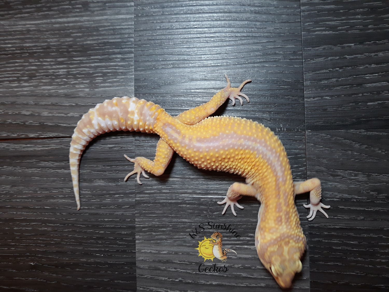 Reverse Stripe HC Tremper Albino Leopard Gecko by K&S Sunshine Geckos ...