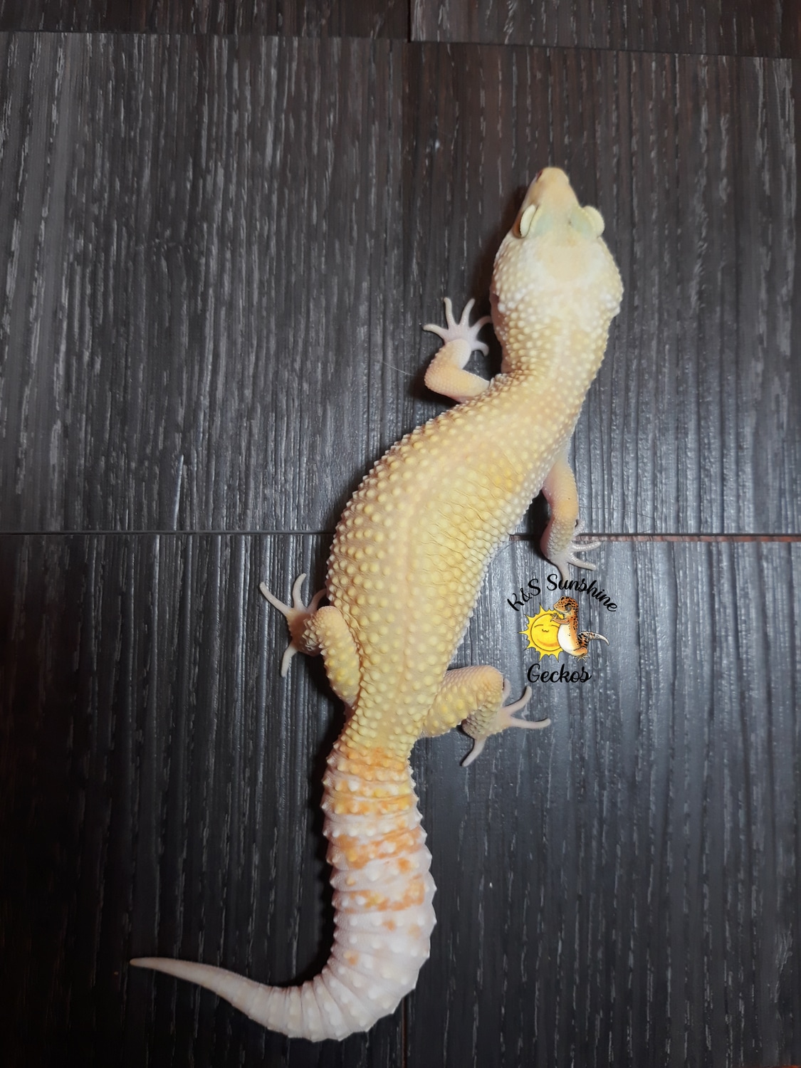 TSF Rainwater Murphy's Patternless Ph Eclipse Leopard Gecko by K&S ...