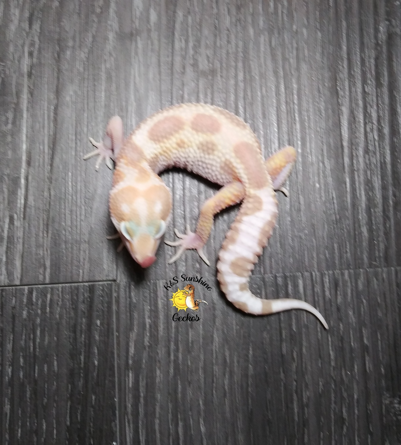 TSF Mack Snow Tremper Albino Leopard Gecko by K&S Sunshine Geckos ...