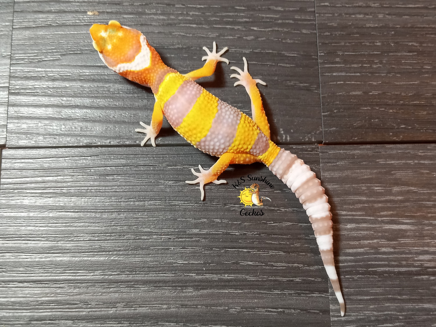 Firewater/Inferno Cross TSF Leopard Gecko by K&S Sunshine Geckos ...