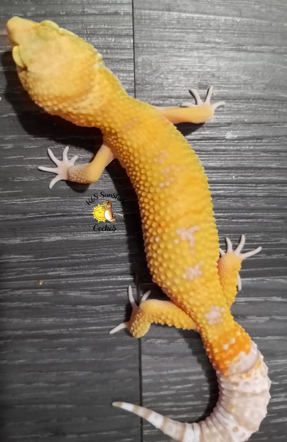Firewater/Inferno Cross "Thunder" Leopard Gecko by K&S Sunshine Geckos ...