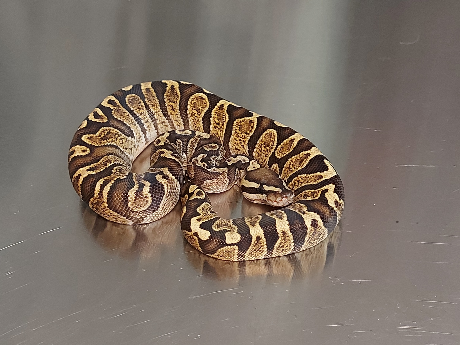 GHI Fire 2021 Ball Python by Kerry's_Reptiles - MorphMarket