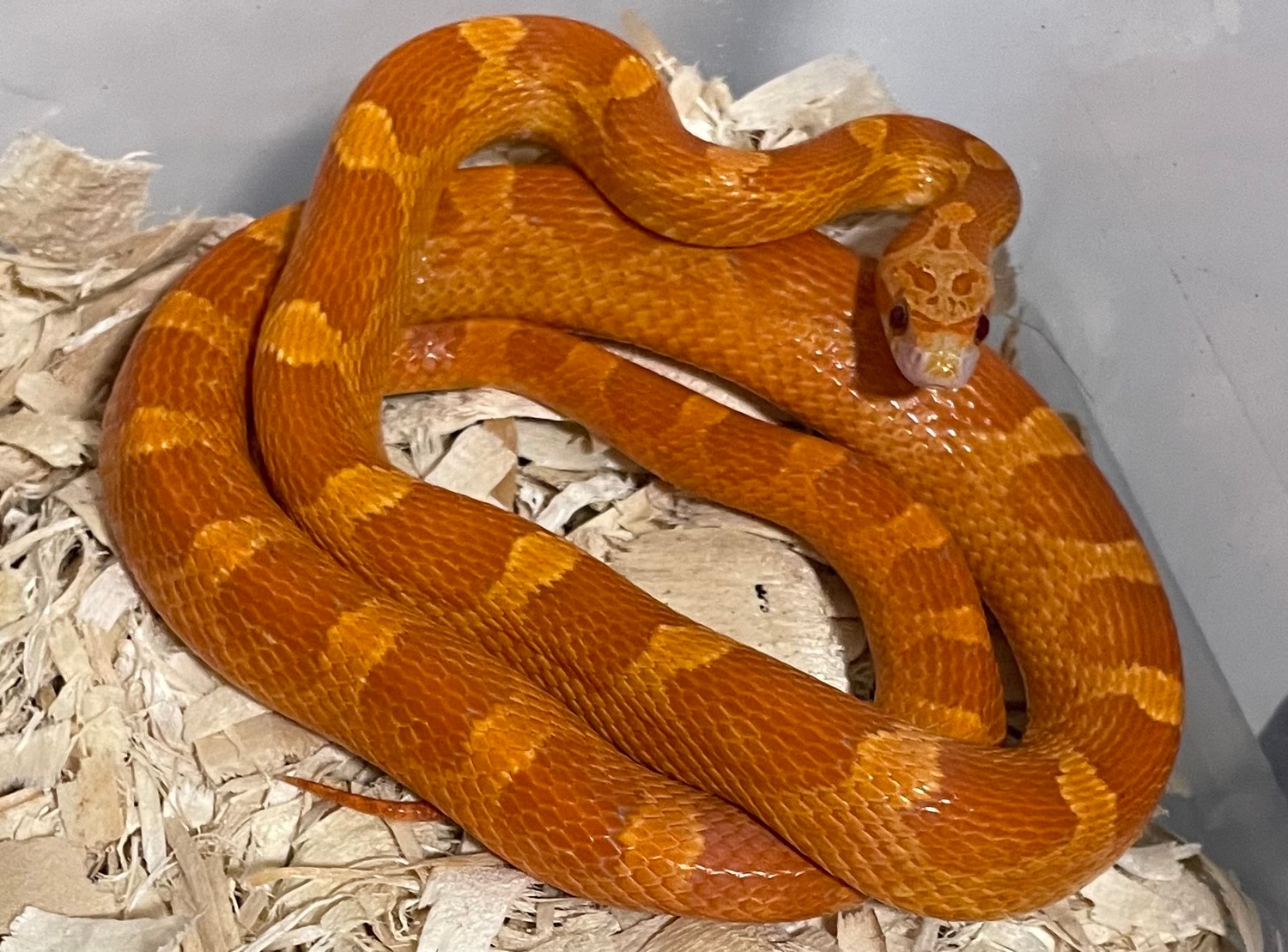 Hypo Bloodred Corn Snake by Swahn Serpents - MorphMarket