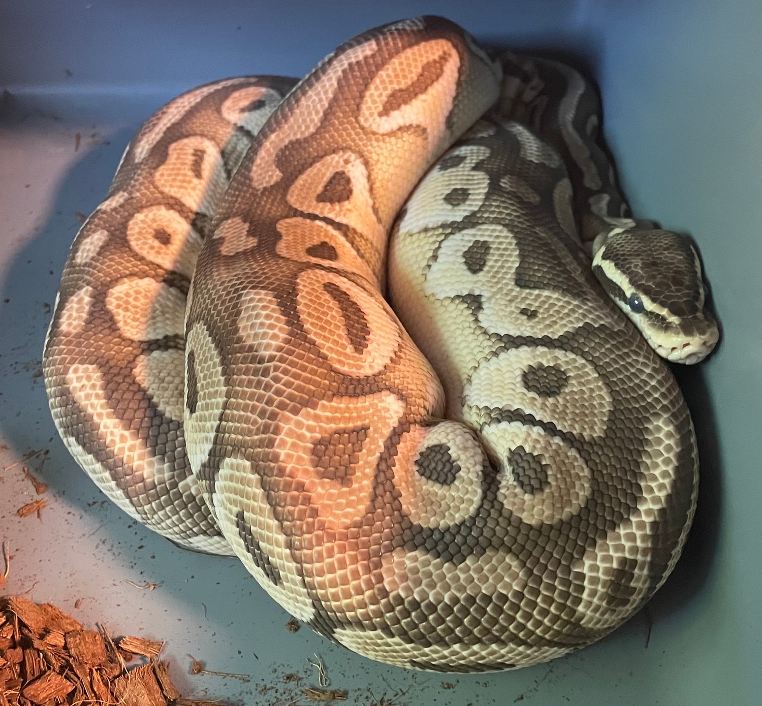 Pastave Ball Python by Swahn Serpents - MorphMarket