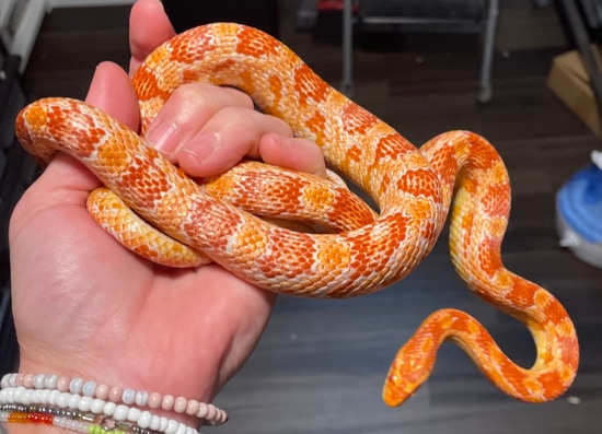 Amelanistic Female Corn Snake by Swahn Serpents