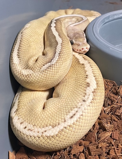 GHI Purple Passion BOGO Ball Python by Swahn Serpents