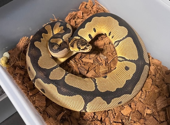 Blade Clown BOGO Ball Python by Swahn Serpents
