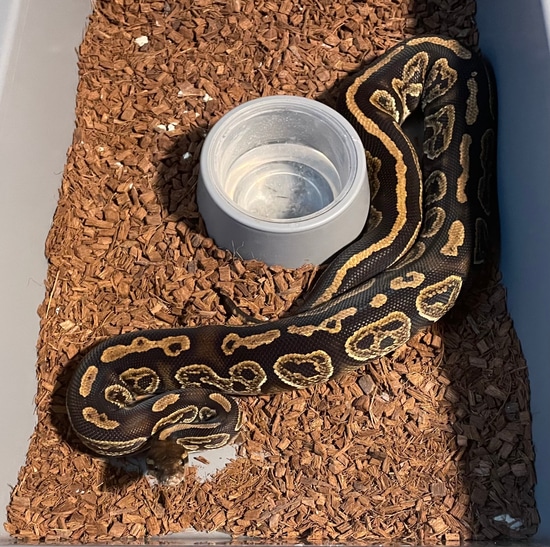 Black Pastel BOGO Ball Python by Swahn Serpents
